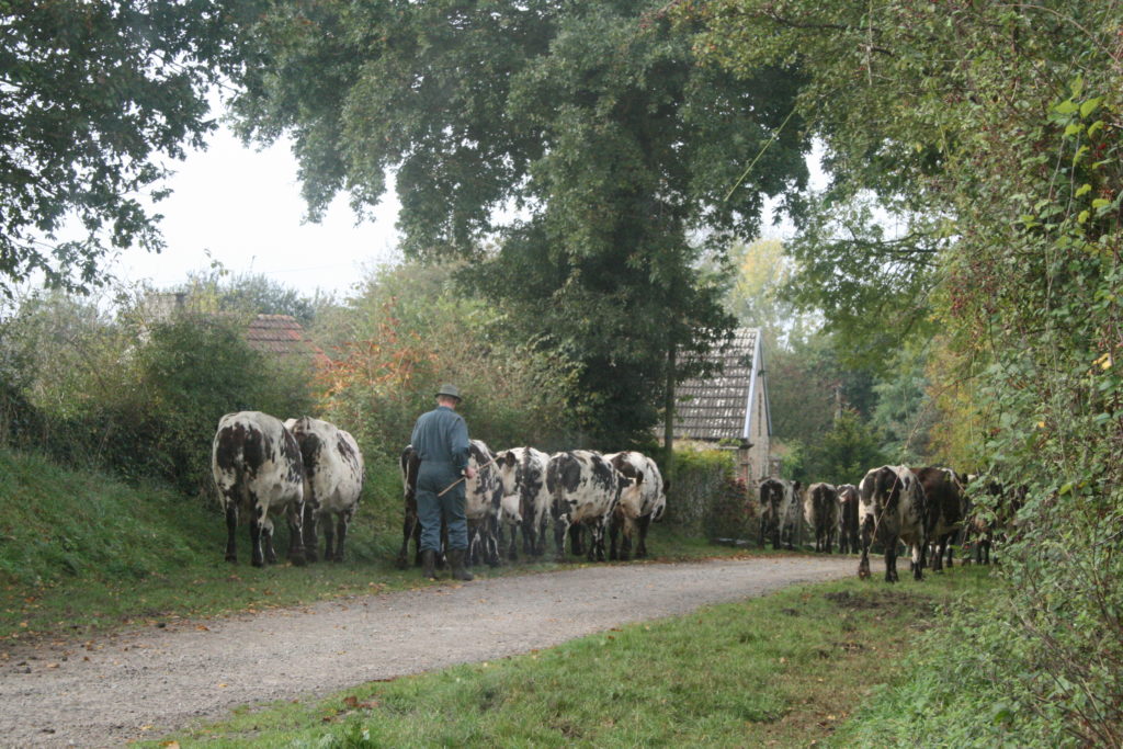 Val de saire vaches - Cotentin Tourisme